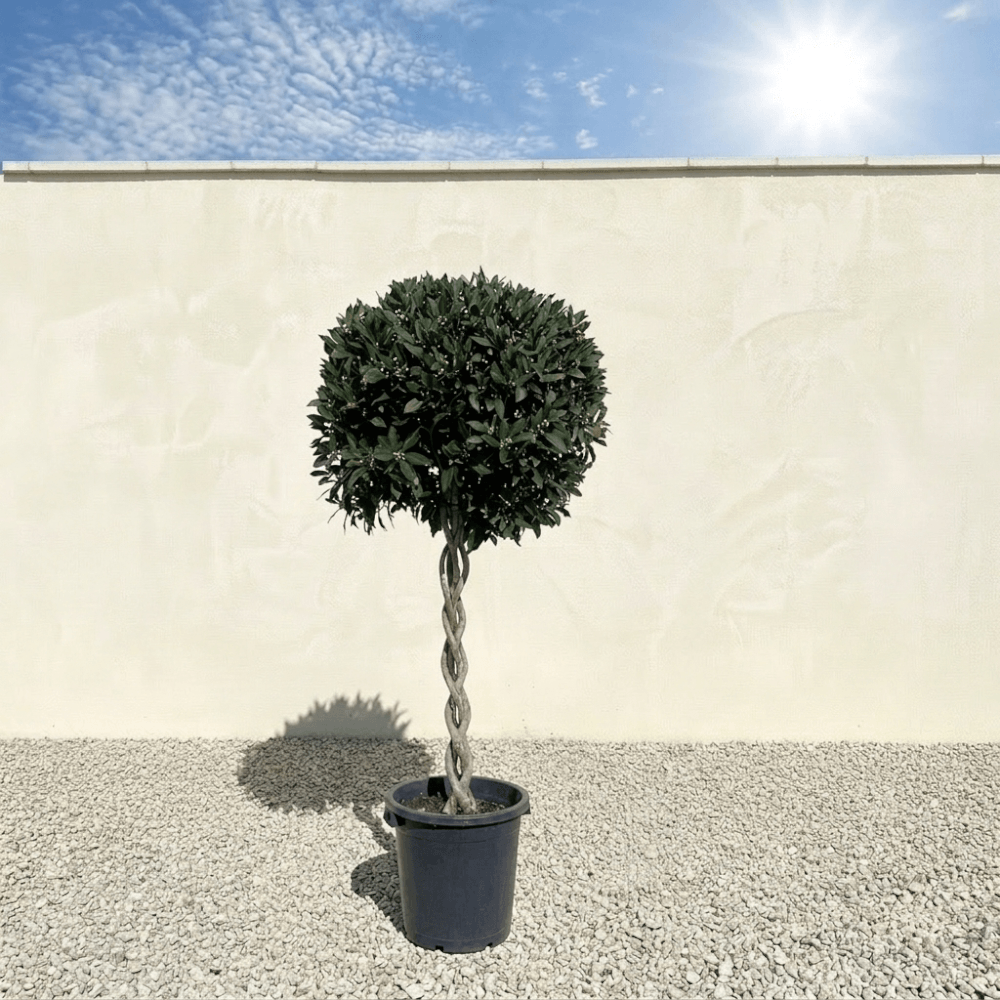 Bay Tree Plaited Stem 1.75M - Laurus Nobilis (Crown 70-75cm) - Sutton ...