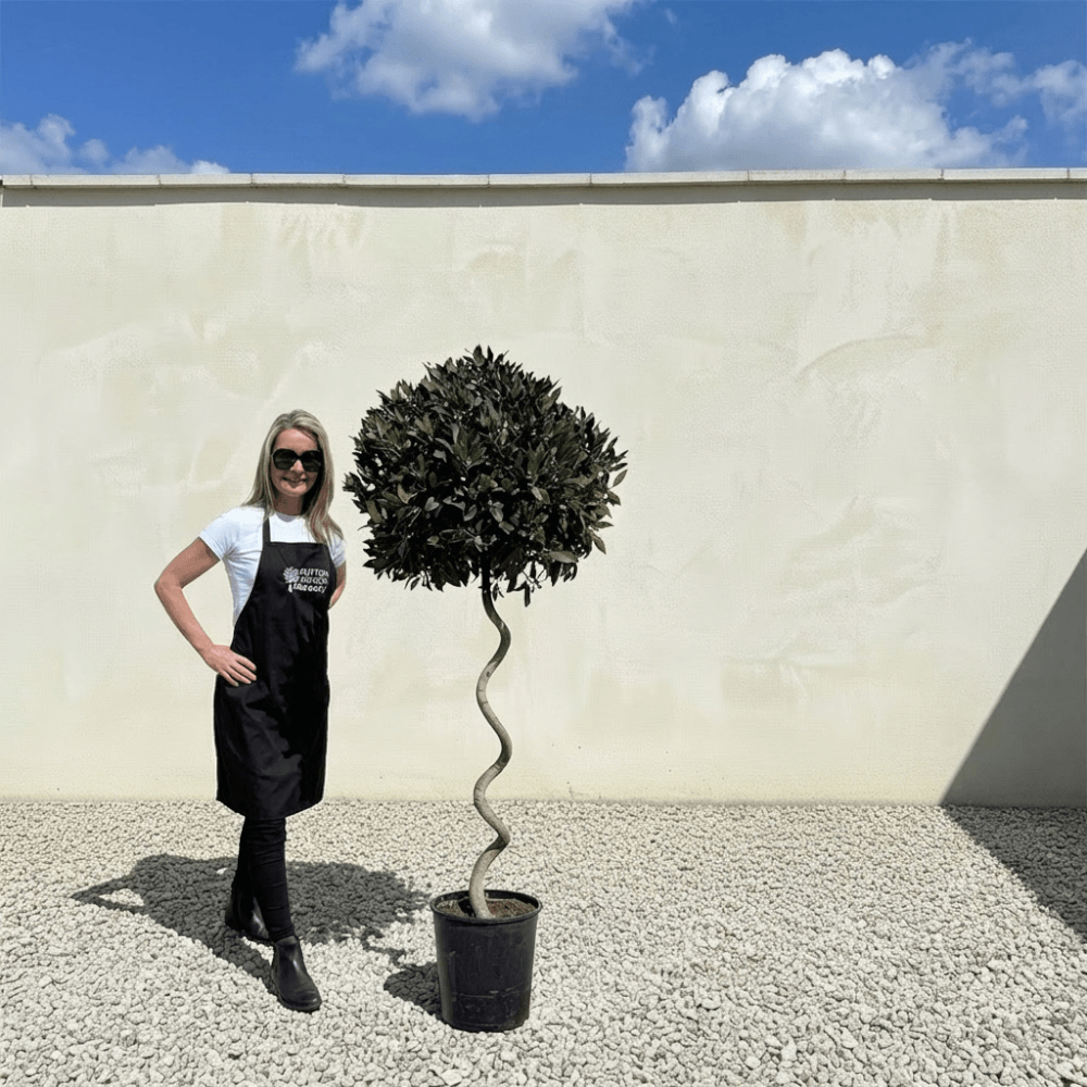 Bay Tree Standard Corkscrew Stem 1.90M - Laurus Nobilis (Crown 65-75cm ...