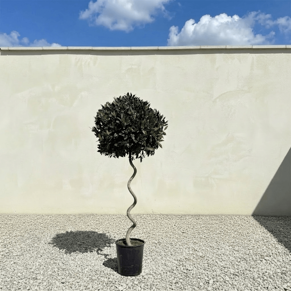 Bay Tree Standard Corkscrew Stem 1.90M - Laurus Nobilis (Crown 65-75cm ...