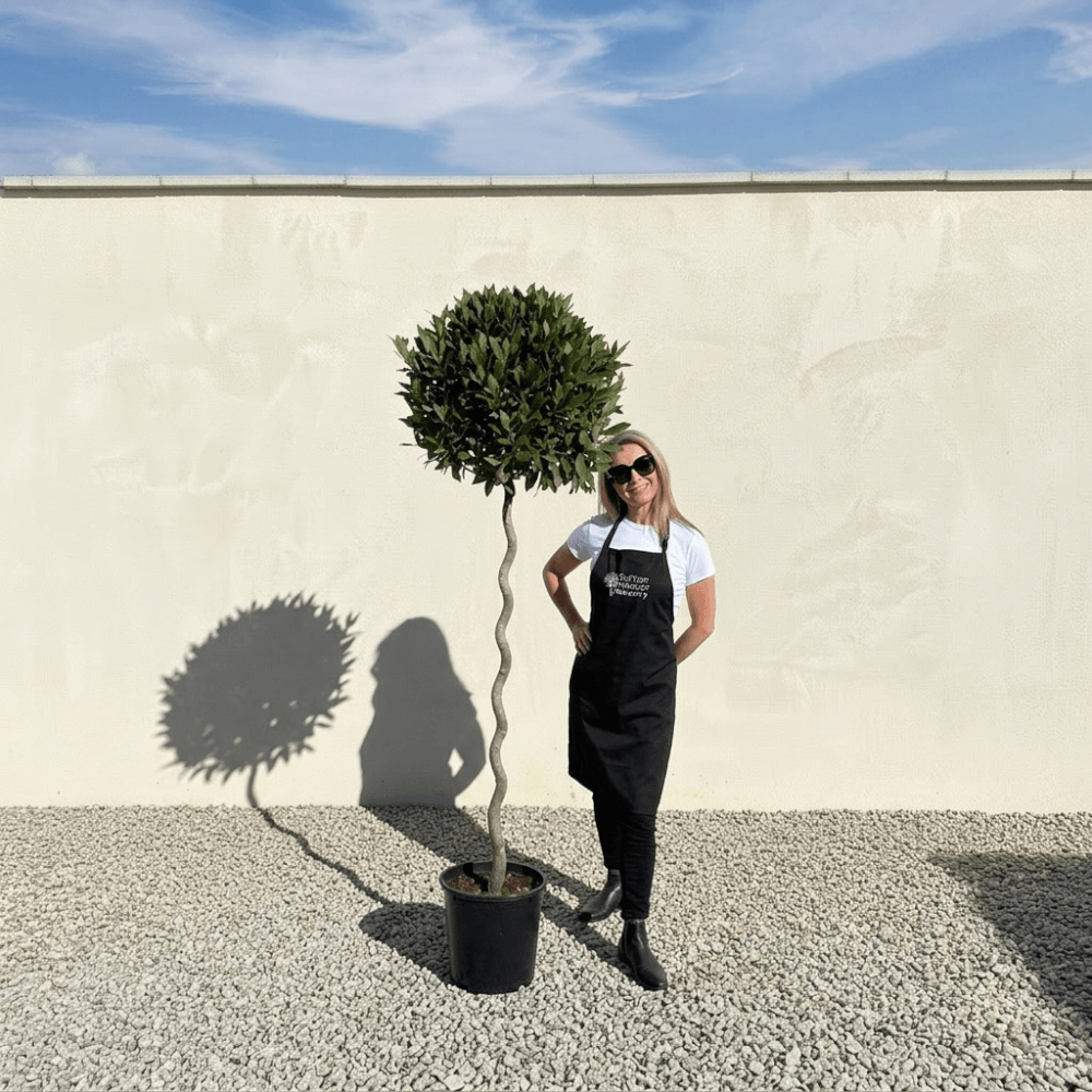 Bay Tree Standard Spiral Stem 2M - Laurus Nobilis (Crown 65-75cm ...