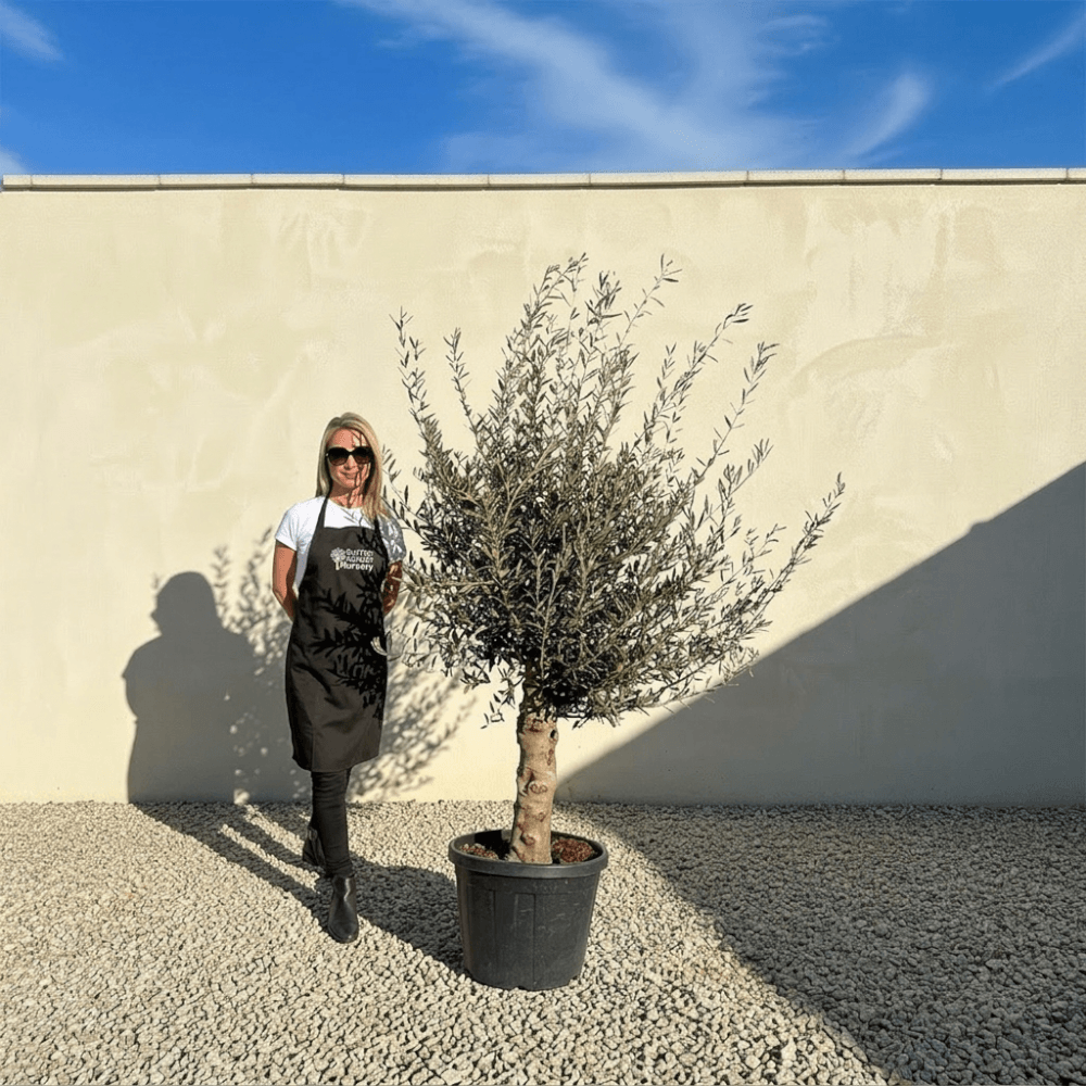Mediano Tuscan Olive Tree A486 - Sutton Manor Nursery