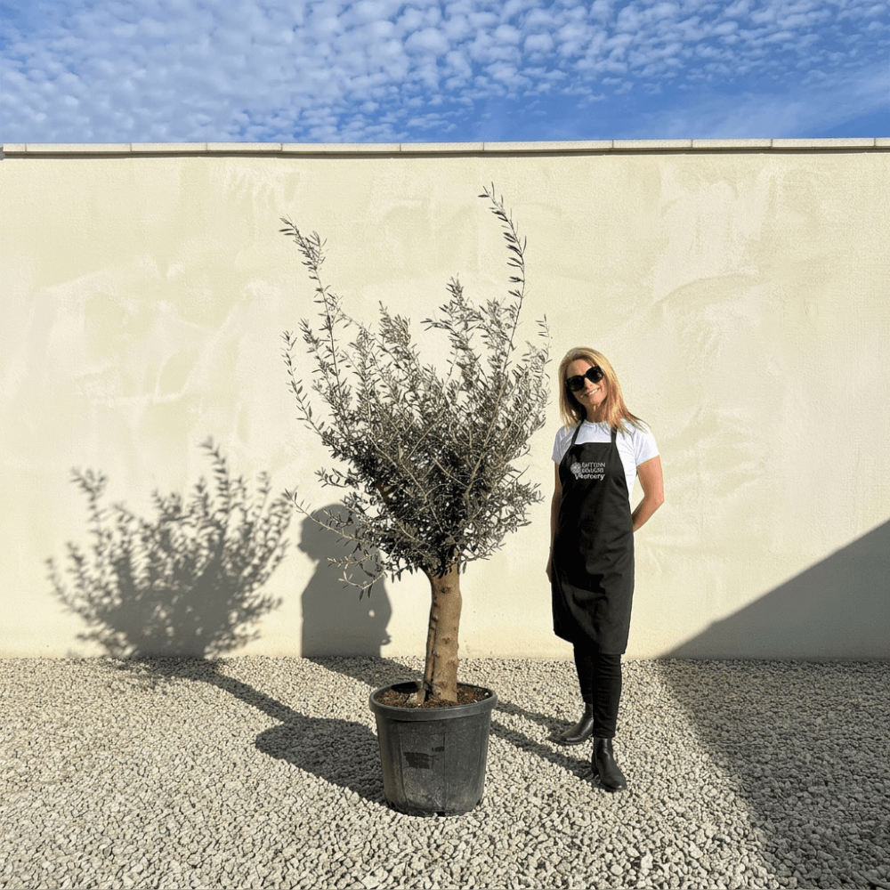 Mediano Tuscan Olive Tree A487 - Sutton Manor Nursery