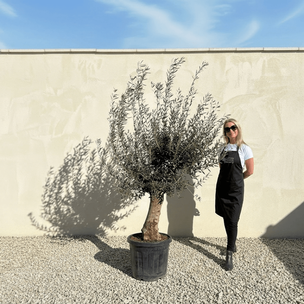 Mediano Tuscan Olive Tree A494 - Sutton Manor Nursery