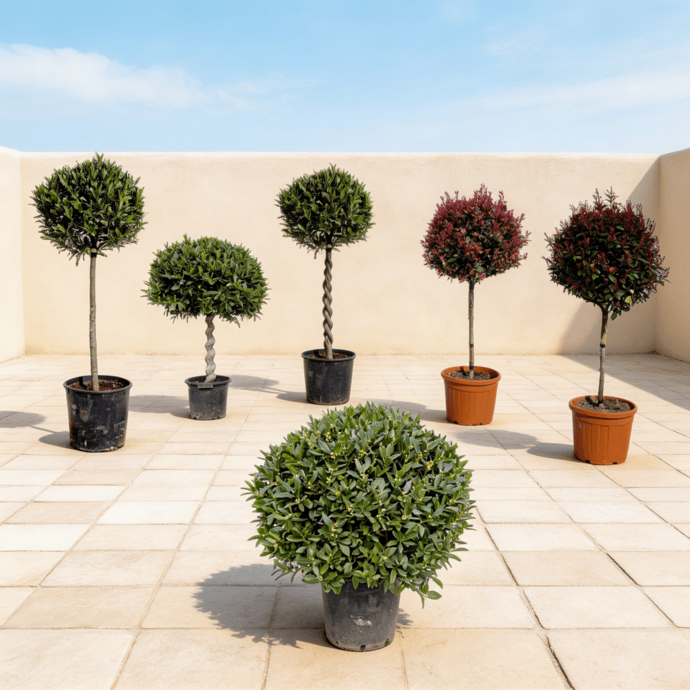 Standard / Lollipop Trees Archives - Sutton Manor Nursery