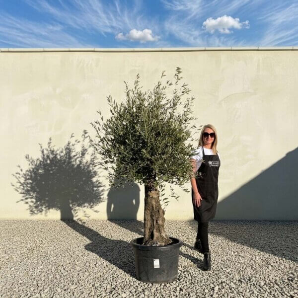 A670 Gnarled Olive Tree (Piccolo) - Sutton Manor Nursery