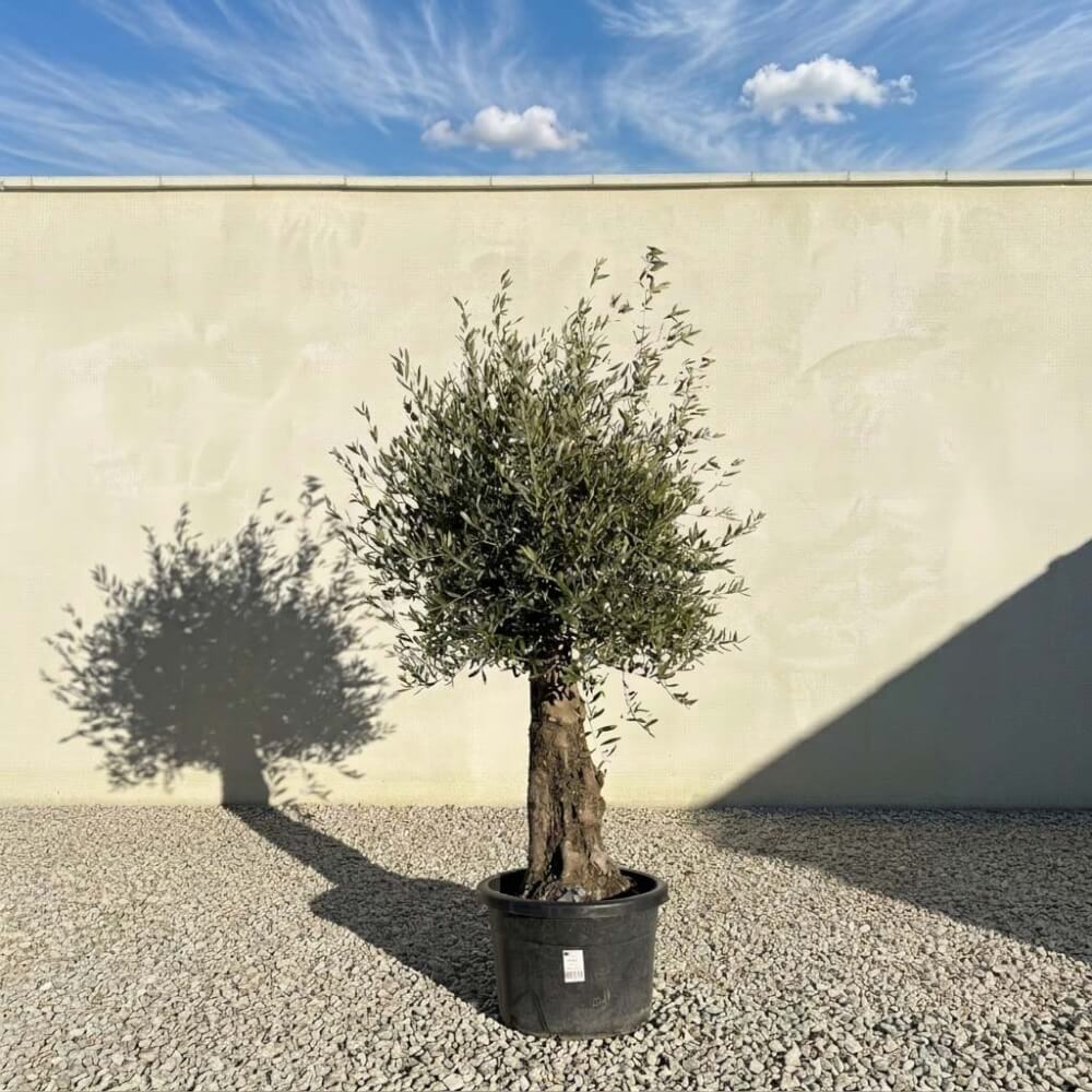 A670 Gnarled Olive Tree (Piccolo) - Sutton Manor Nursery