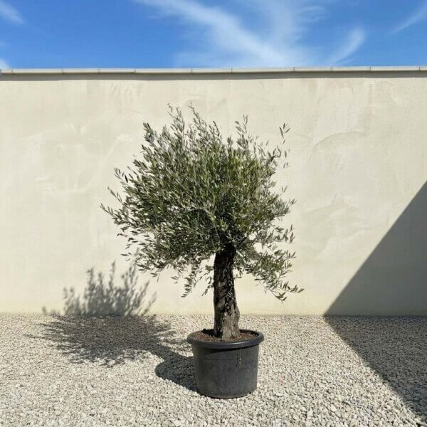 A671 Gnarled Olive Tree (Piccolo) - Sutton Manor Nursery