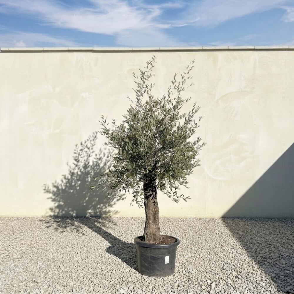 A676 Gnarled Olive Tree (Piccolo) - Sutton Manor Nursery